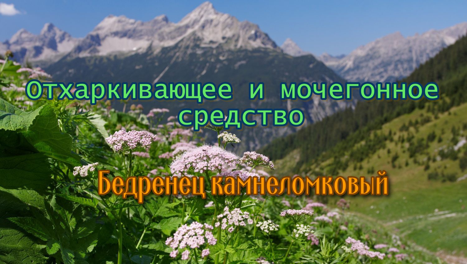 Отхаркивающее и мочегонное средство. Бедренец камнеломковый