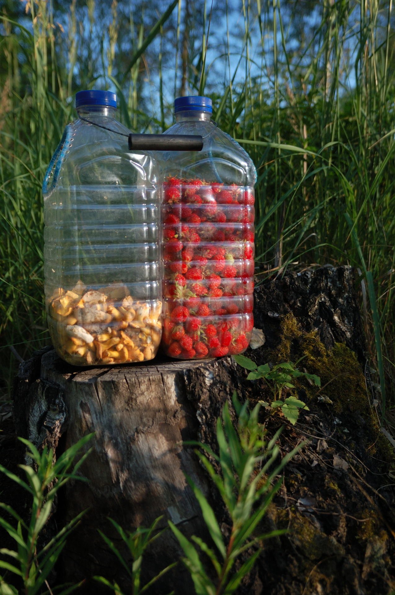 За полевой клубникой и лисичками. 2021