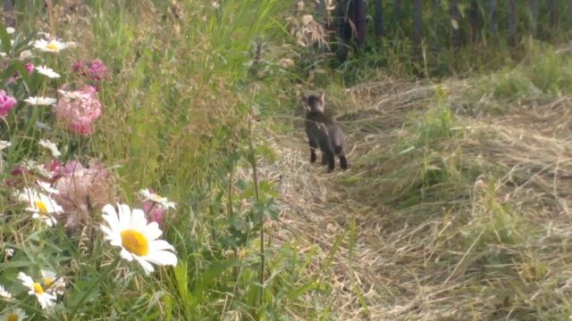 Кошка Муська второй раз в деревне I Новый мир