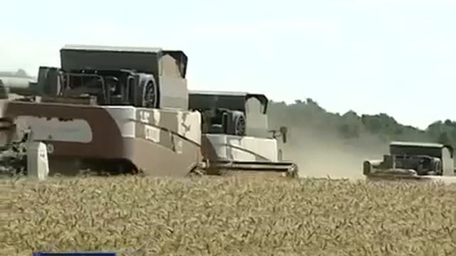 Безостановочная уборка пшеницы в ГК СВЕТЛЫЙ, Кашарский район. Репортаж «Вести. Дон»