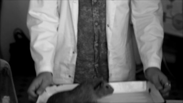 Статические и статокинетические рефлексы морской свинки.