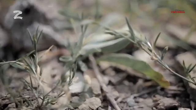 Zа МИР (Митаева Евгения)