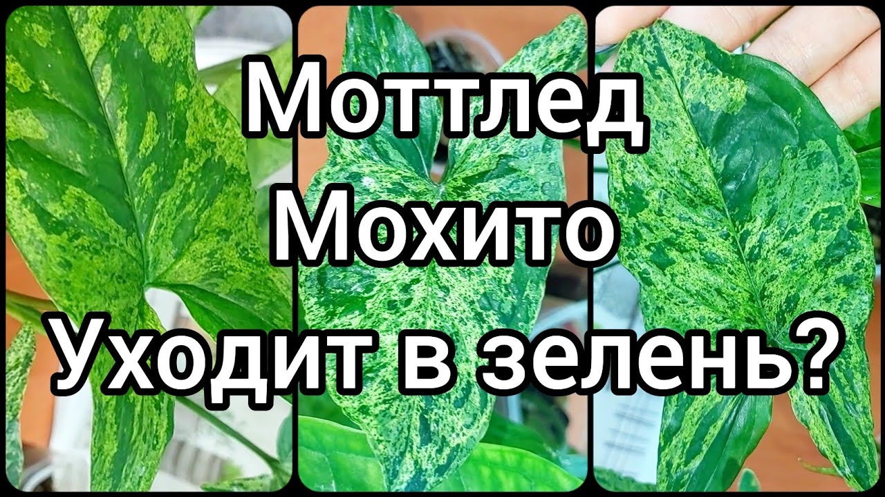 #ответы на #вопросы #СИНГОНИУМ #МОХИТО ?МОТТЛЕД уходит в зелень??Исправление? #цветы #растения