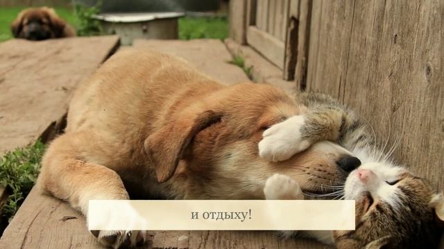 Хорошего дня и отличного настроения! Видео пожелание! скачать бесплатно!