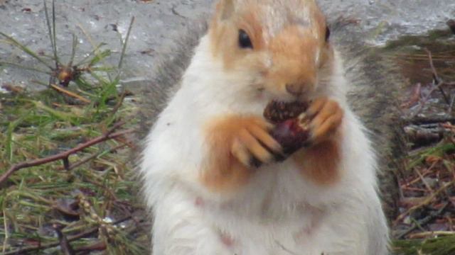 Завтрак белочки в диком лесу