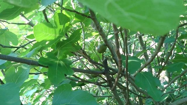 Ботанический сад Орхус, Дания, 9 сентября 2023