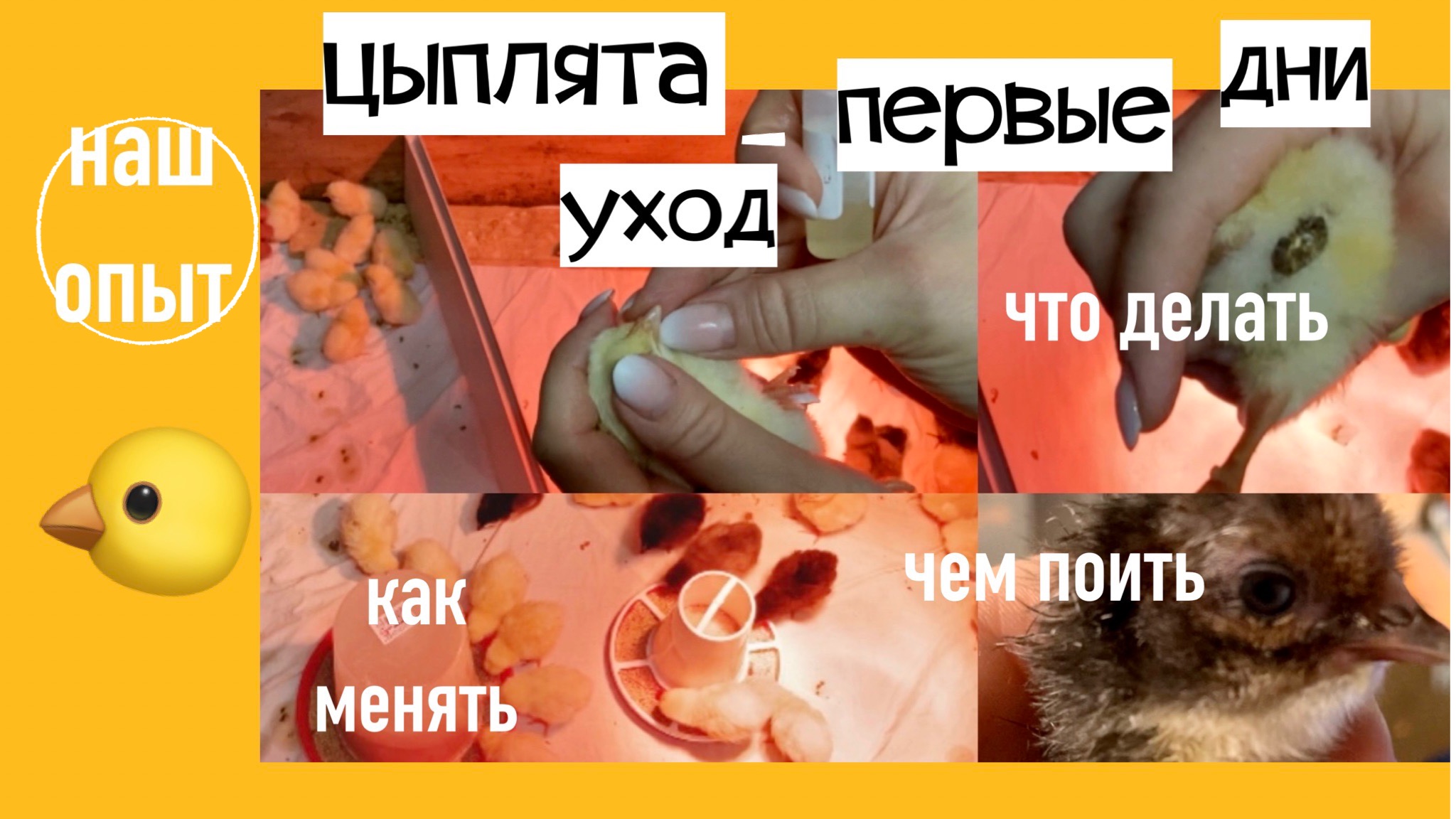 Уход за цыплятами/Первые три дня/ Взяли на заметку/