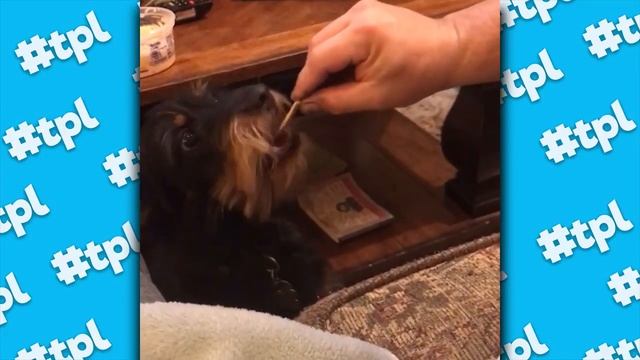 Милые Собаки Говорят, Что Я Люблю Тебя | Сборник Смешных Собак!