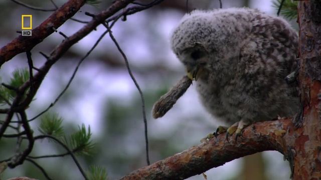 Дикая природа России 6 серия «Первозданные долины» (документальный сериал, 2009)