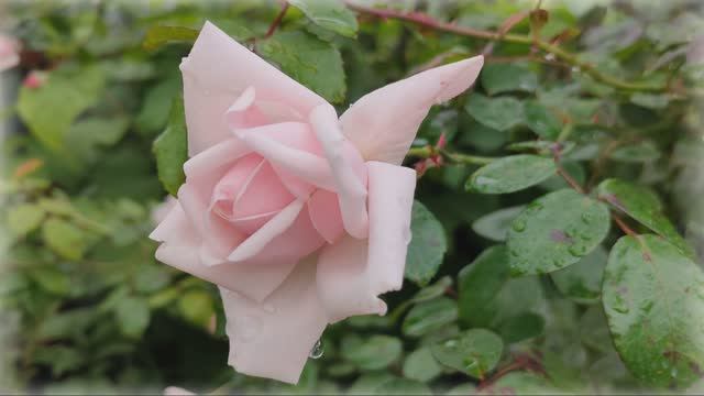 Роза 'New Dawn' - фарфоровая красота