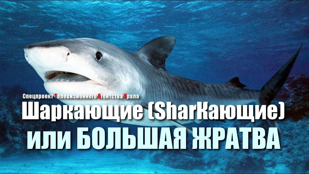 ШарКающие (SharКающие) или большая жратва. Спецпроект Телевизионного Агентства Урала (ТАУ) 2002 год.