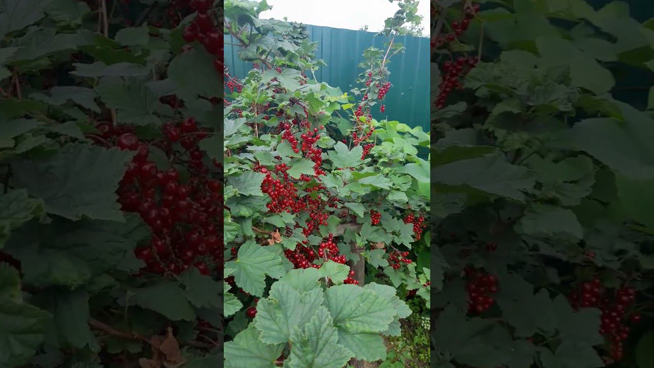 Красная смородина #дача #сад #смородина