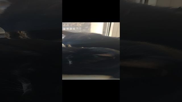 Коты партизаны