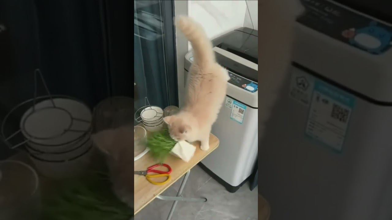 Смешные животные/ Это моё #shorts #животные #кошки #собаки  #животные