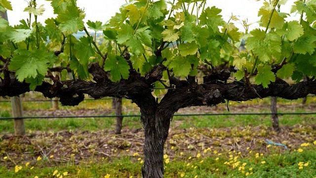 Одна листва - Артур&Игорь - песня