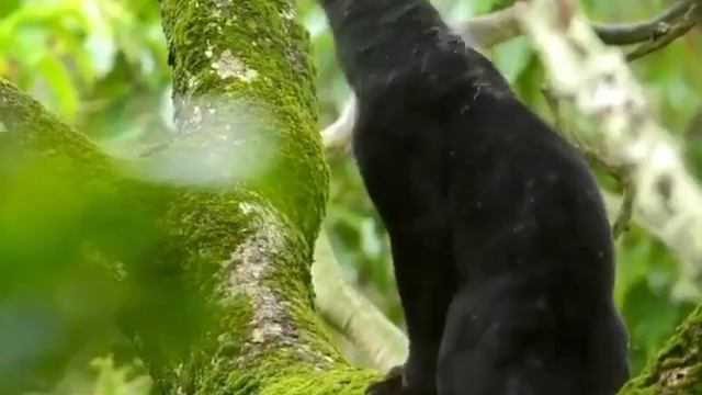 Пантера под дождём