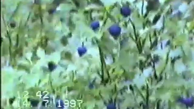 На чернике- фильм1 - On whortleberry- filim1