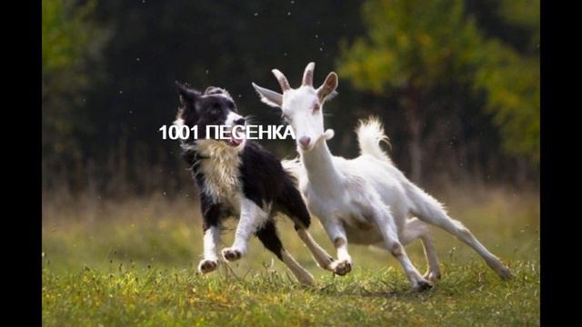 Сборник -Улитка -Маленький домик у кошки -Лошадка пони -Козлик -песенка для Мамы -1001 песенка