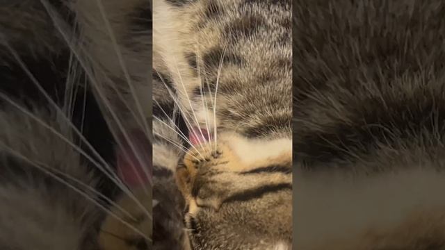 к нам в кафе пришла такая?киса, очень милая, ласковая ставь лайк этой милоте???