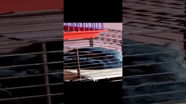 Дневной сон. Кто за кем повторяет?