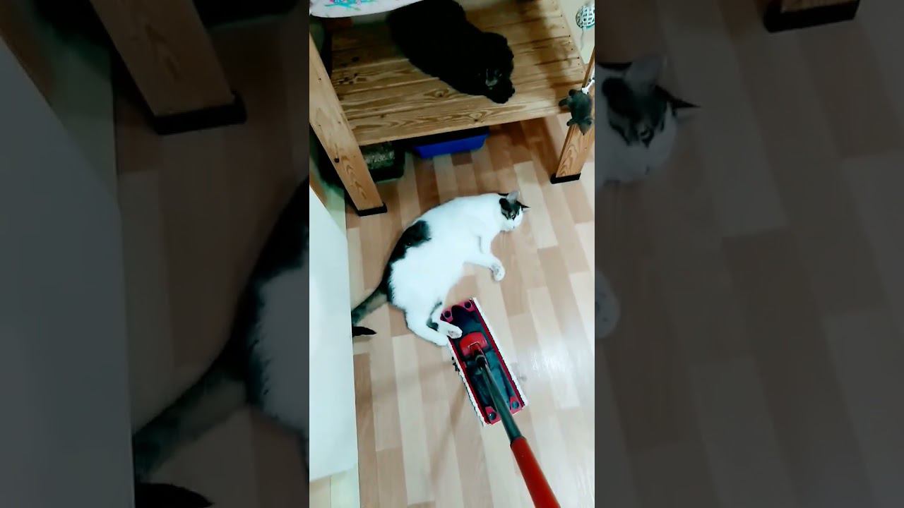 Пушистая лежачая #забастовка