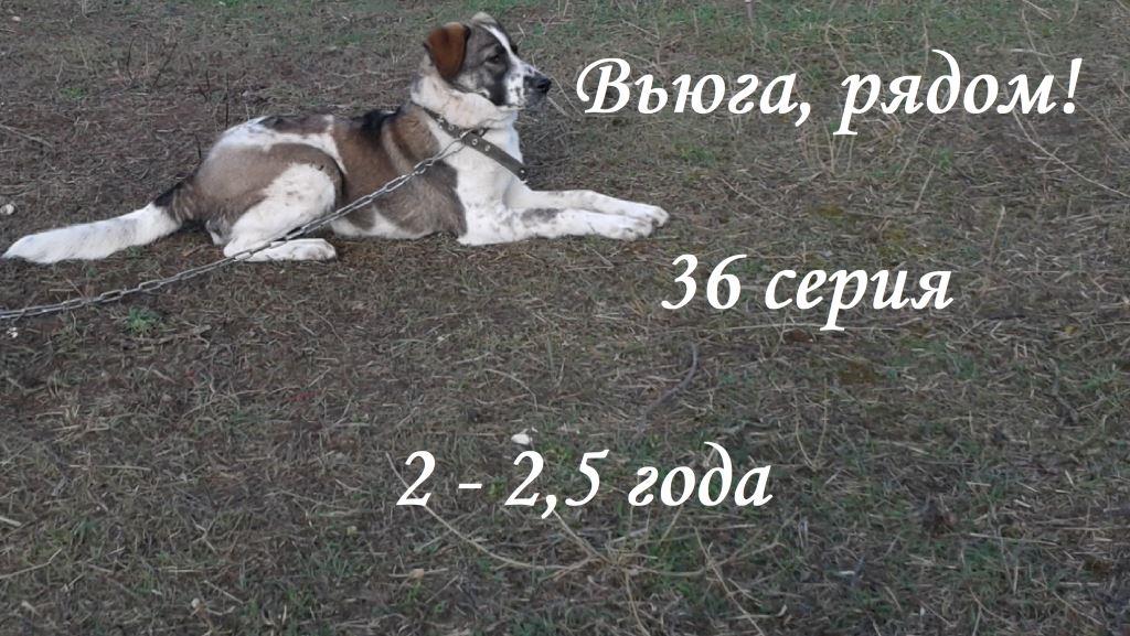 "Вьюга, рядом!" 36 серия "2-2,5 года"