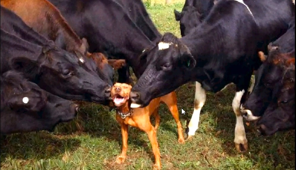 Ожившие демотиваторы 2