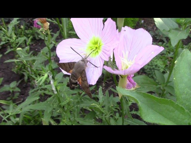 Розовая энотера - цветок хищник !