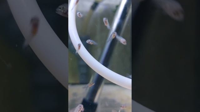 Мальки Северума. 1 месяц