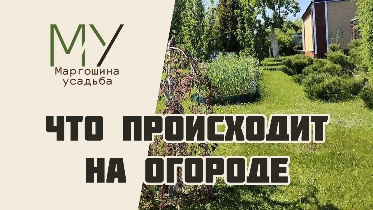 Что происходит на огороде. Подкормка томатов