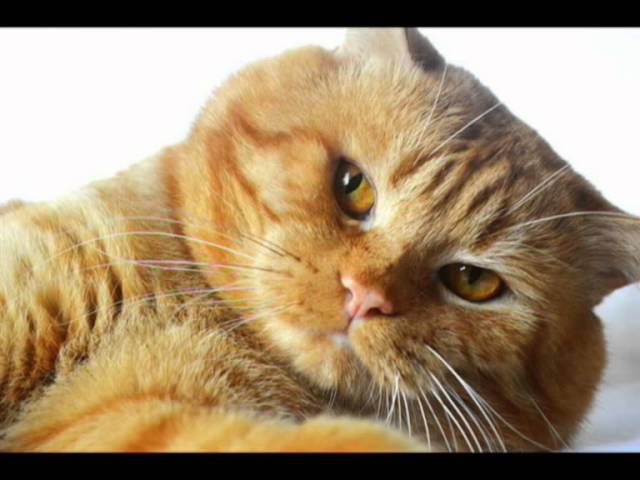 Нашему любимому коту 10 лет.