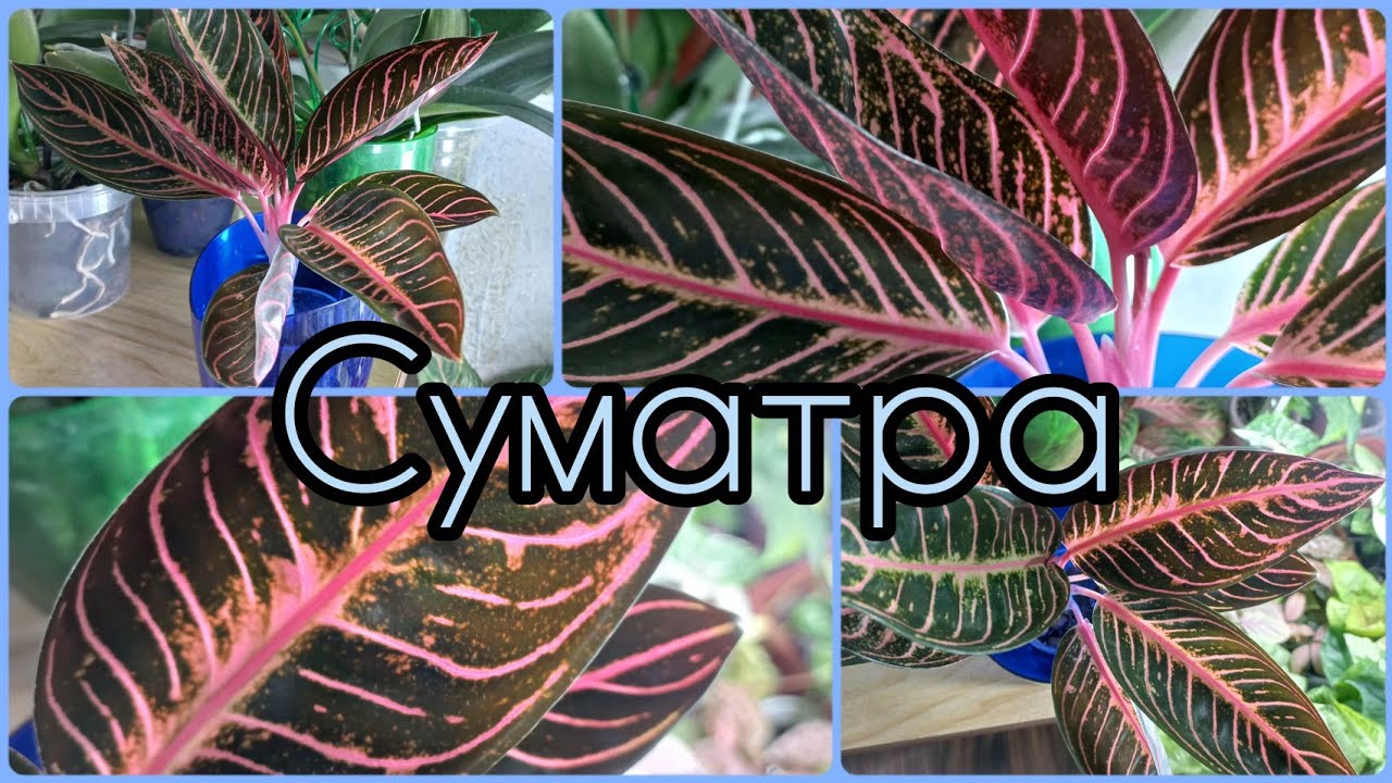Аглаонема СУМАТРА?Ответ на вопрос зрителя?О размере листьев, укоренении и непереносимости жары?