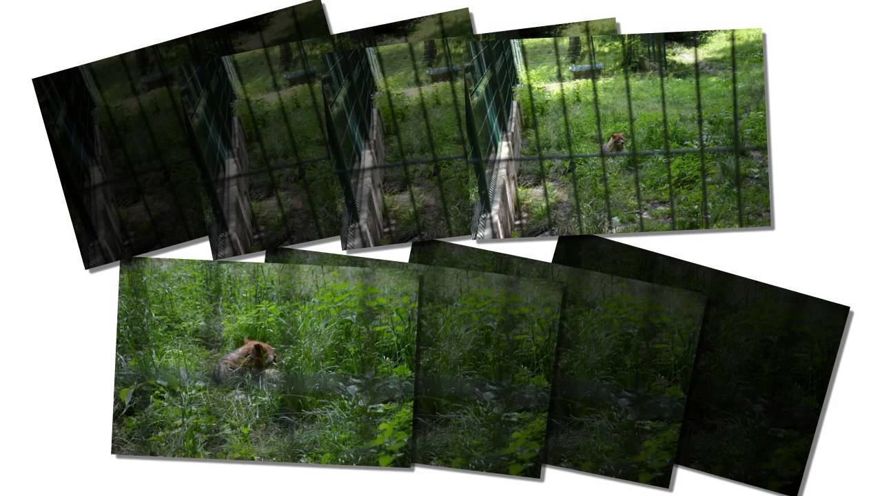 Вольерный комплекс заповедника