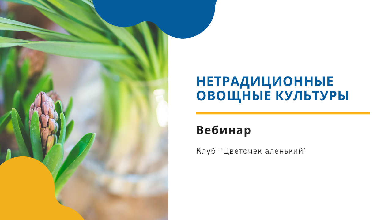 Клуб "Цветочек аленький": Нетрадиционные овощные культуры