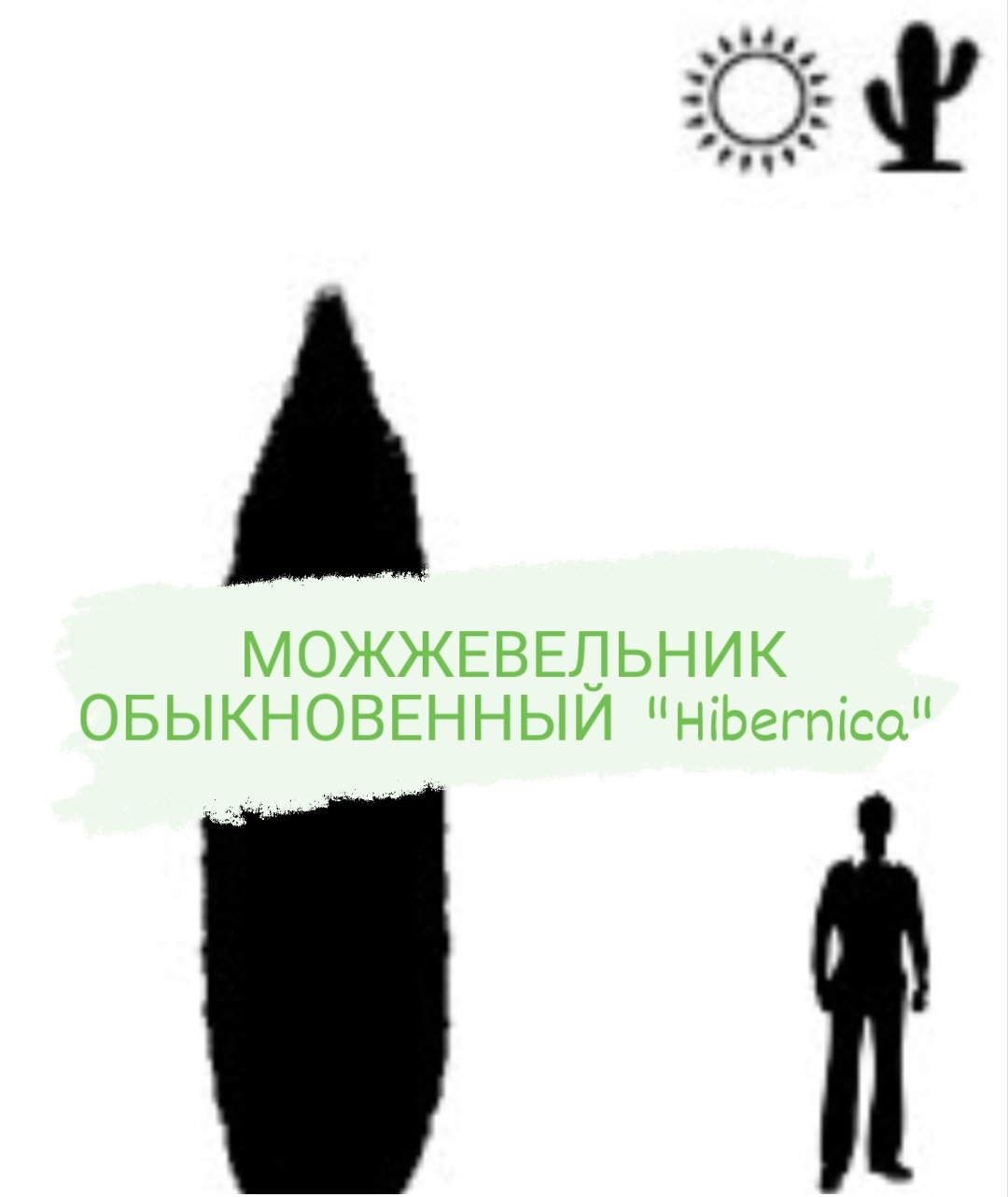 МОЖЖЕВЕЛЬНИК ОБЫКНОВЕННЫЙ ХИБЕРНИКА "Hibernica"