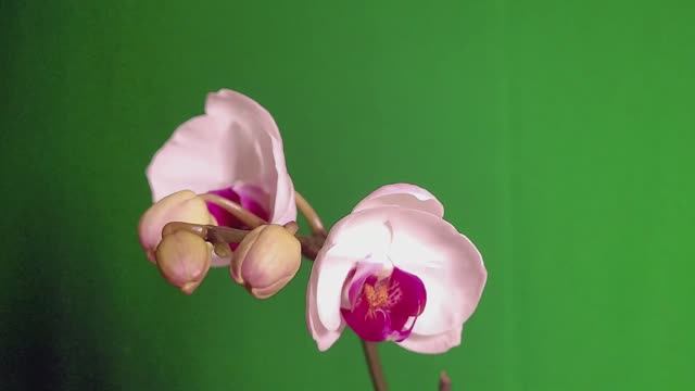 Белая орхидея