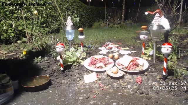 Лисийрай Я, Молли и Лаки 18 янв.(Foxheaven Me, Molly and Lucky Jan 18.) 01