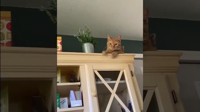 Смотри какой фокус