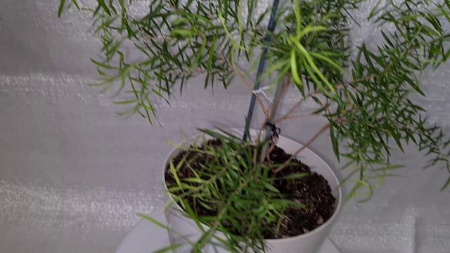 Мелалеука СП 12