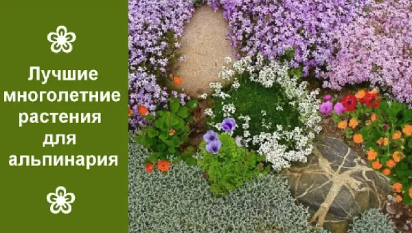 ❀ Лучшие многолетние растения для альпинария.