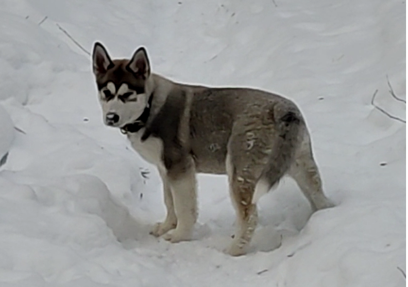 Воспитанный Хаа!.mkv