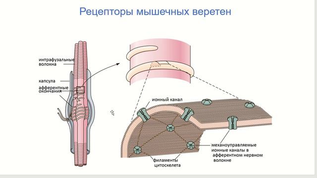 Мышечный тонус и его регуляция на уровне сегментов спинного мозга