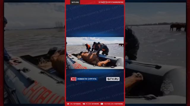 Табун лошадей спасли в Тюменской области