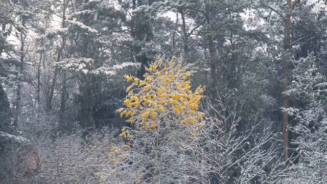 Снег (клип) 2024