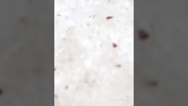 ❗Так выглядит Траметес жестковолосистый❗ #shorts #shortvideo #funny #shortsvideo #nature #fun #грибы