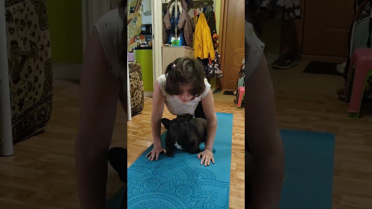 Делаем кошечку #французскийбульдог #кошечка #frenchbuldog #гимнастика #фитнес #йога