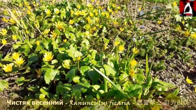 Дачная жизнь середины апреля.