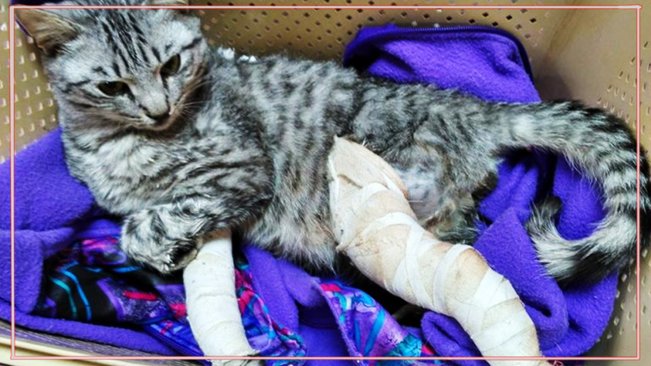 “Он выбросил его из окна!” Девушке пришлось убегать от хозяина с котом на руках…