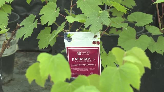 Средство не вызывающее привыкания у вредителей