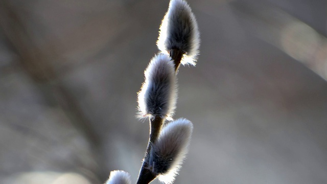 Верба - во имя добра и любви